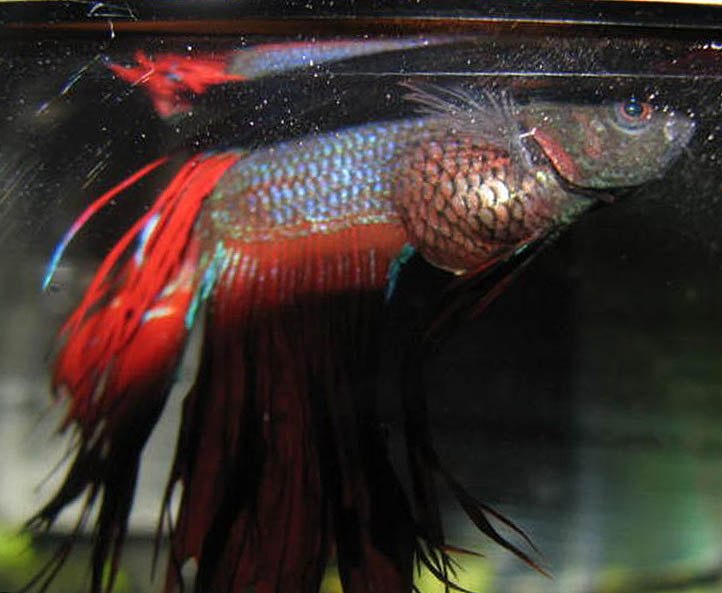 Mycobacteriosis in Aquarium Fish – Diana Walstad's Books and Articles