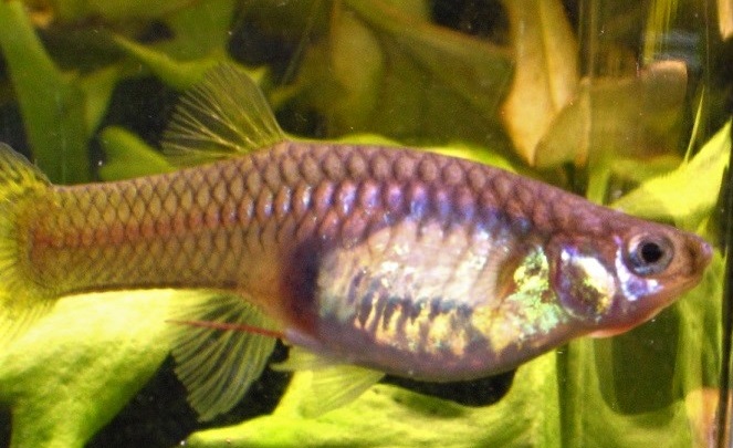 Treating Fish for Nematodes – Diana Walstad's Books and Articles