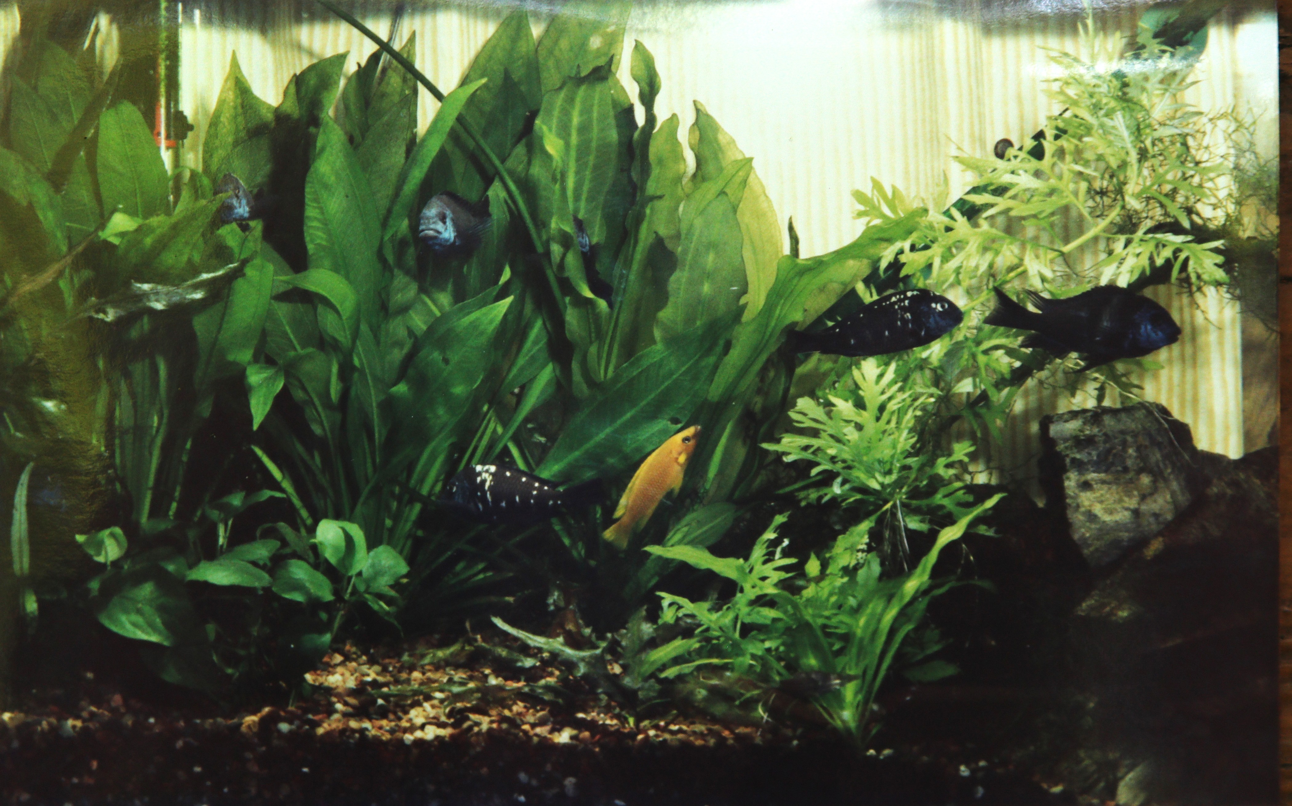 Blog – Diana Walstad's Books and Articles