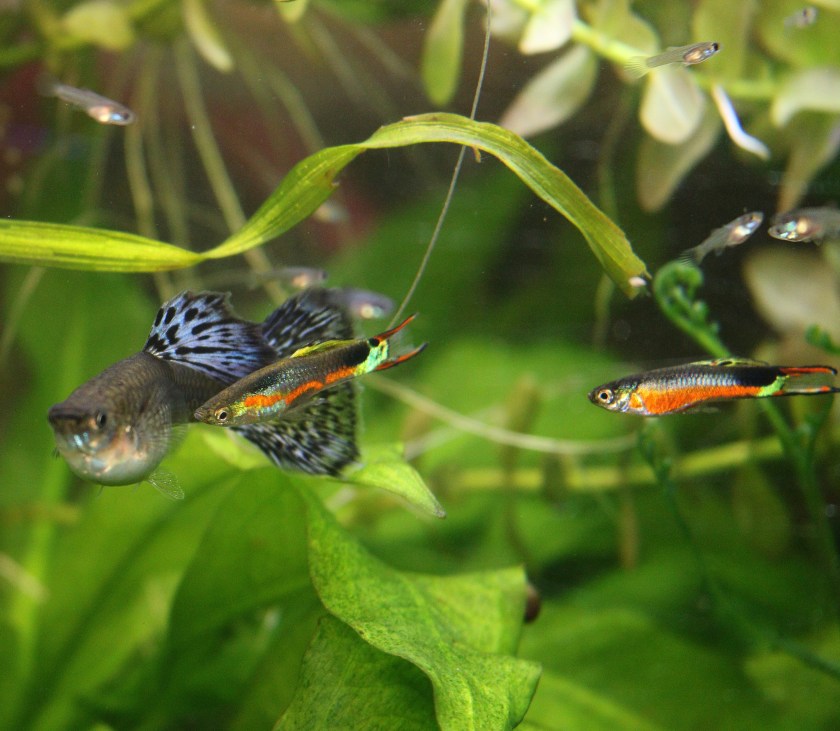 Outcrossing Guppies with Endlers – Diana Walstad's Books and Articles