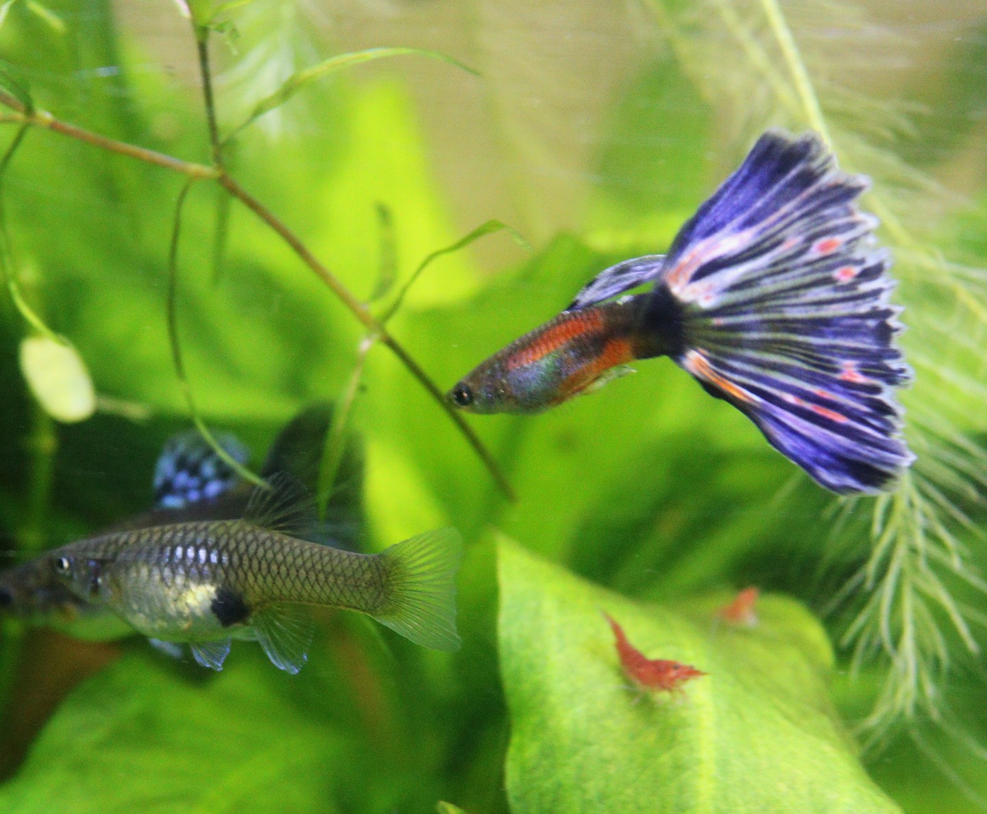 Outcrossing Guppies with Endlers – Diana Walstad's Books and Articles